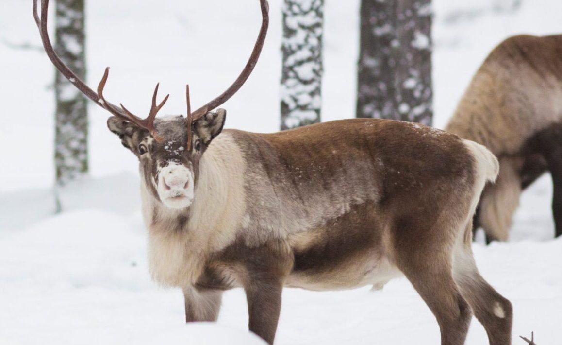 Le Renne Congelate Sono Migliori Dei Testi Delle Persone
